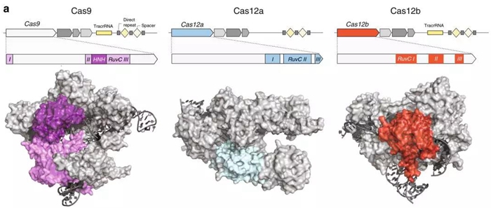 最新Nature，Nature子刊公布CRISPR两项突破性成果 - 生物通