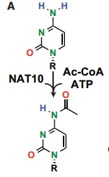 m6A正火，ac4C又至！详解Cell最新ac4C研究 - 生物通