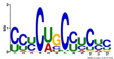 m6A正火，ac4C又至！详解Cell最新ac4C研究 - 生物通