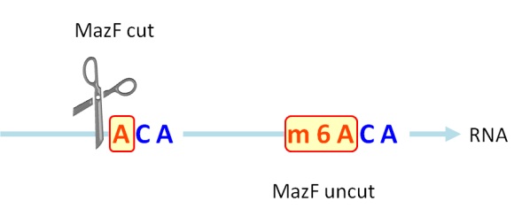 Arraystar m6A单碱基分辨率芯片 - 生物通
