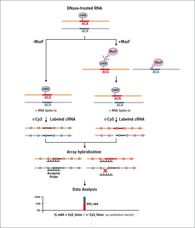 Arraystar m6A单碱基分辨率芯片 - 生物通