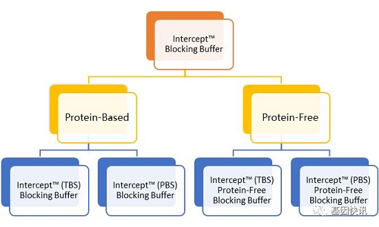 乘风波浪的Intercept Blocking Buffer——低背景WB新晋团宠 - 生物通
