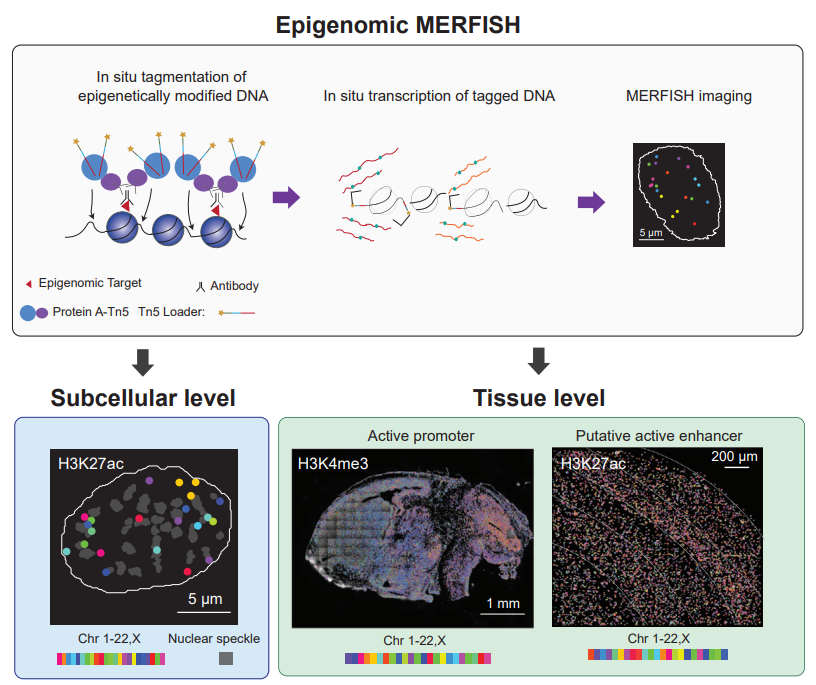 MERFISH技术发Paper卷到新高度！ - 生物通