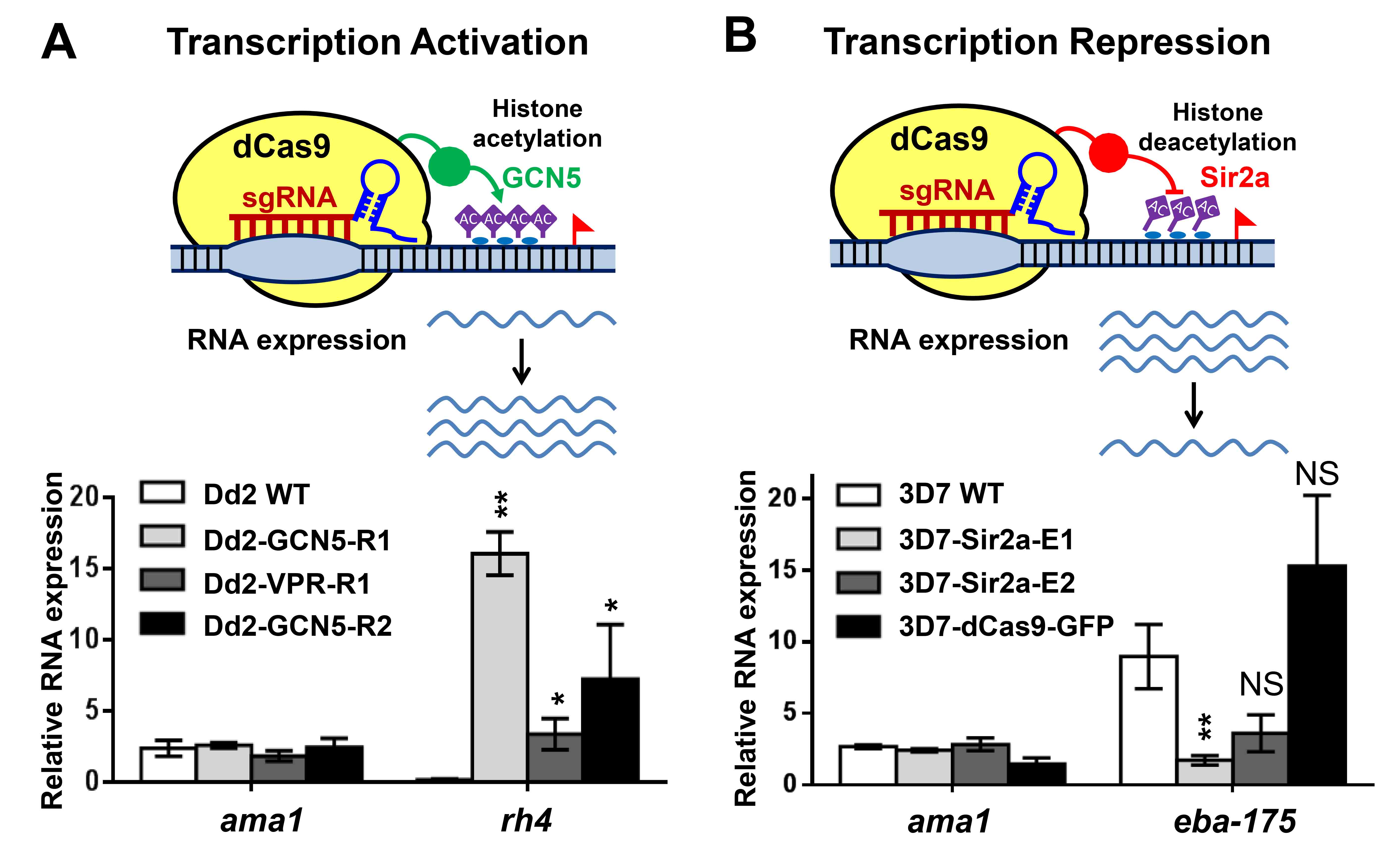 PNAS：中国学者利用CRISPR/dCas9构建新型遗传操作工具 - 生物通