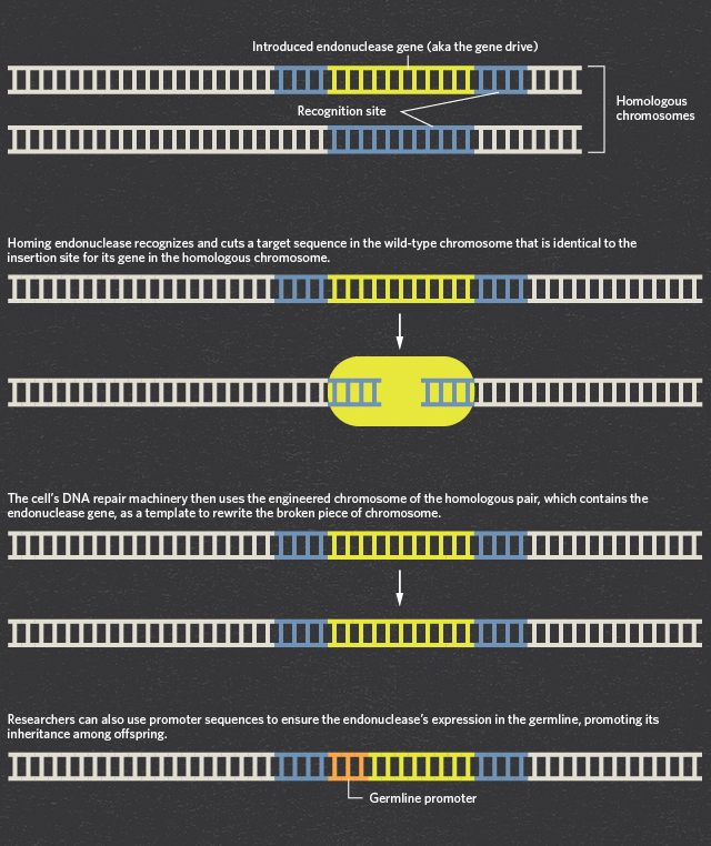 最新Nature，Nature子刊公布CRISPR两项突破性成果 - 生物通