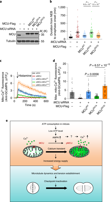 张学敏院士连发Cell，Nature子刊文章 发现重要生理机制 - 生物通