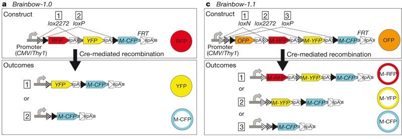 彩虹般的动物：Brainbow及各种衍生技术 - 生物通