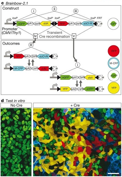 彩虹般的动物：Brainbow及各种衍生技术 - 生物通