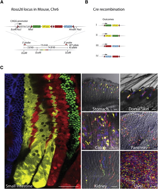 彩虹般的动物：Brainbow及各种衍生技术 - 生物通