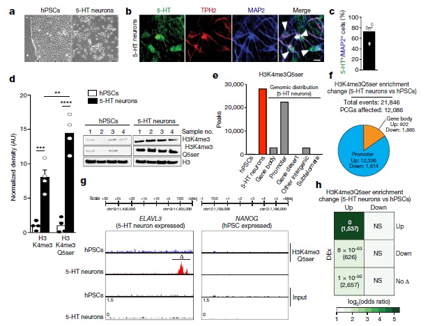 Nature：血清素竟然也调控基因表达？！ - 生物通