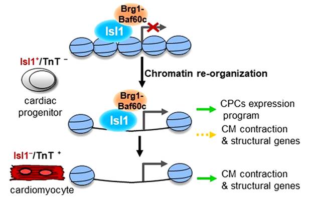 同济大学Cell Res揭示先锋转录因子在细胞凋亡表观遗传中的关键作用 - 生物通
