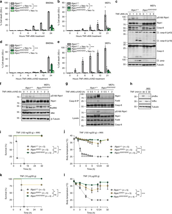 Nature子刊：RIPK1如何在双面角色中切换？ - 生物通