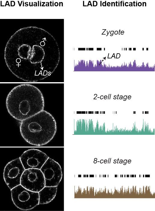 从1个受精卵到无数个细胞的第一步：初始LADs - 生物通