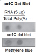 m6A正火，ac4C又至！详解Cell最新ac4C研究 - 生物通