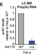 m6A正火，ac4C又至！详解Cell最新ac4C研究 - 生物通