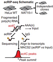 m6A正火，ac4C又至！详解Cell最新ac4C研究 - 生物通