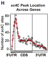 m6A正火，ac4C又至！详解Cell最新ac4C研究 - 生物通