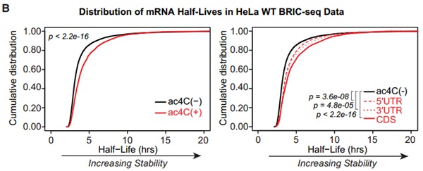 m6A正火，ac4C又至！详解Cell最新ac4C研究 - 生物通