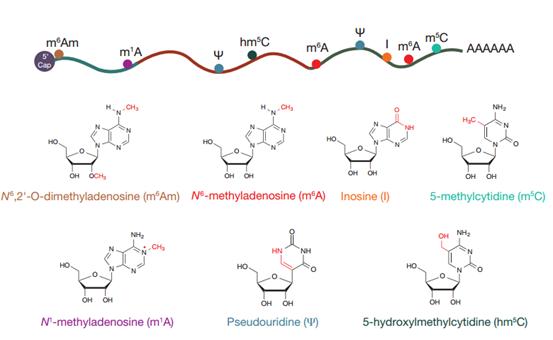RNA甲基化(m6A)有望成为肿瘤治疗新靶点 - 生物通