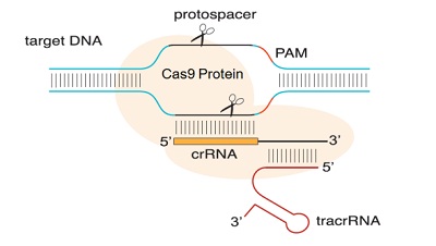 实验攻略丨CRISPR-Cas9基因编辑RNP体系实验操作及T7E1酶切效率筛选 - 生物通