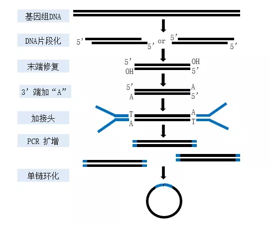 线性文库也能上DNBSEQ测序，限时免费环化，无损兼容，数据更真实！ - 生物通