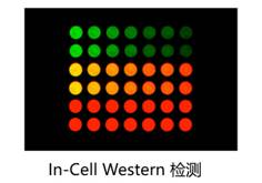 细胞样本中病毒滴度检测和抗病毒药物筛选，选用 In-cell western 技术就对了 - 生物通