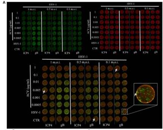 细胞样本中病毒滴度检测和抗病毒药物筛选，选用 In-cell western 技术就对了 - 生物通