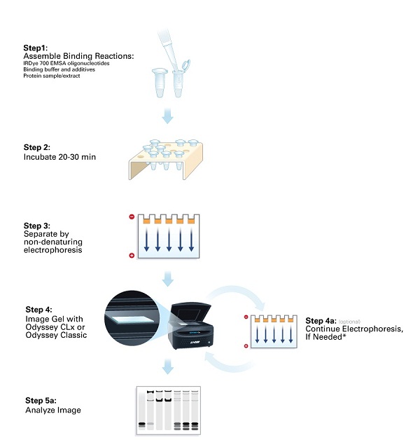 不一样的EMSA检测方法，您不想试一试？ - 生物通