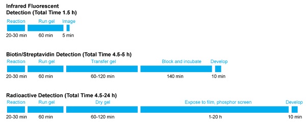 不一样的EMSA检测方法，您不想试一试？ - 生物通