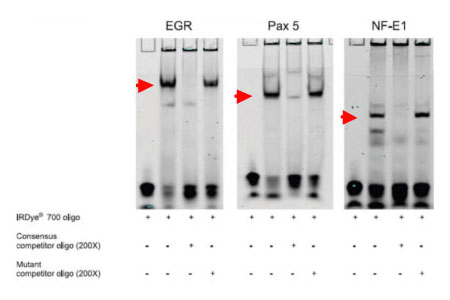 不一样的EMSA检测方法，您不想试一试？ - 生物通