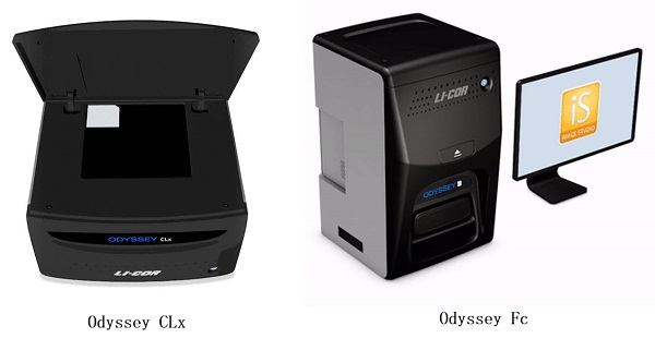 不一样的EMSA检测方法，您不想试一试？ - 生物通