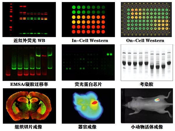 In-Cell Western——高通量快速的细胞蛋白检测方法 - 生物通