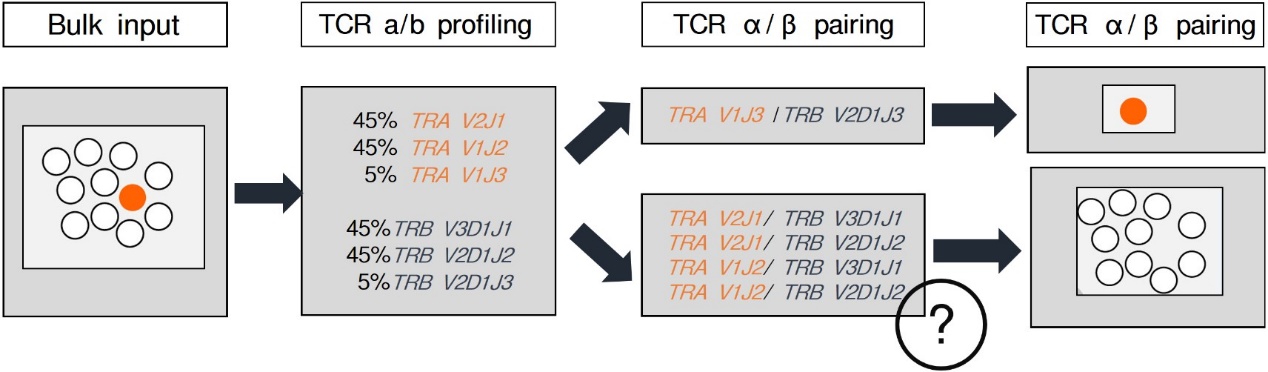 单细胞TCR-Seq技术——更高效的TCR a/b 链配对分析 - 生物通