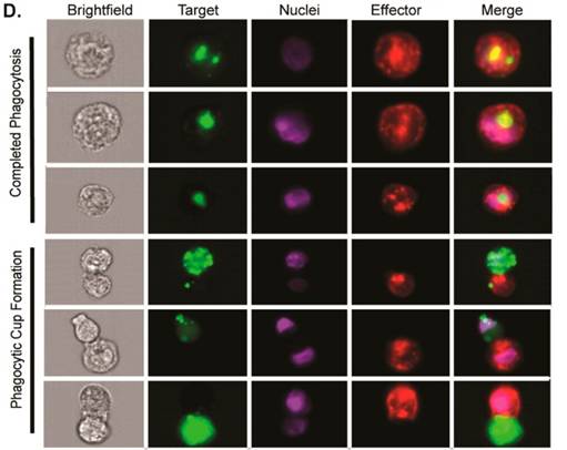 路明克斯Amnis量化成像流式细胞仪在细胞治疗研究中的应用 - 生物通
