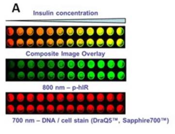 Odyssey In-Cell Western技术---美国药典官方推荐胰岛素生物活性检测方法 - 生物通