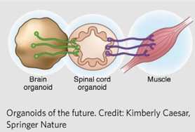 2021技术展望：类组装体（Assembloids） - 生物通