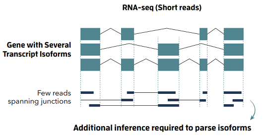当单细胞遇到PacBio Iso-Seq - 生物通