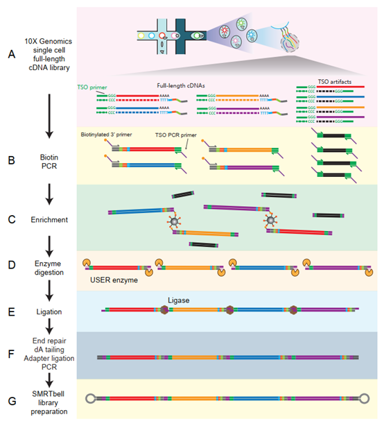 当单细胞遇到PacBio Iso-Seq - 生物通