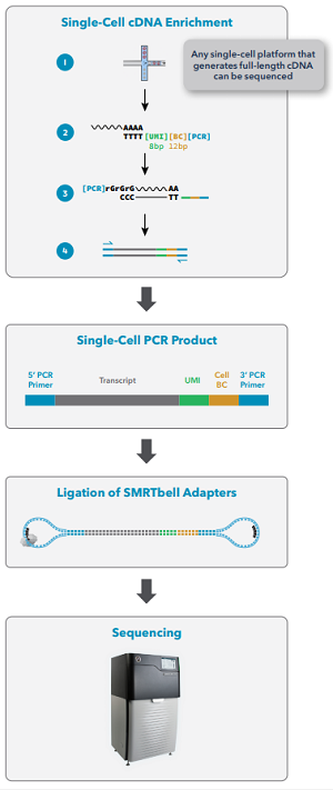 当单细胞遇到PacBio Iso-Seq - 生物通