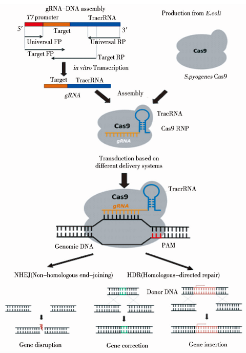 基因编辑实验壁垒多？不妨试试Cas9 RNP体系 - 生物通