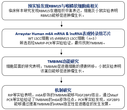 哈医大发现RBM15通过m6A修饰促进喉鳞状细胞癌的发生发展 - 生物通