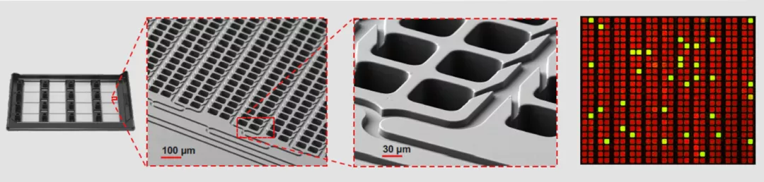 QuantStudio Absolute Q数字PCR系统重磅上市 - 生物通