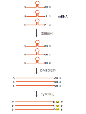 Arraystar Small RNA表达芯片 - 生物通